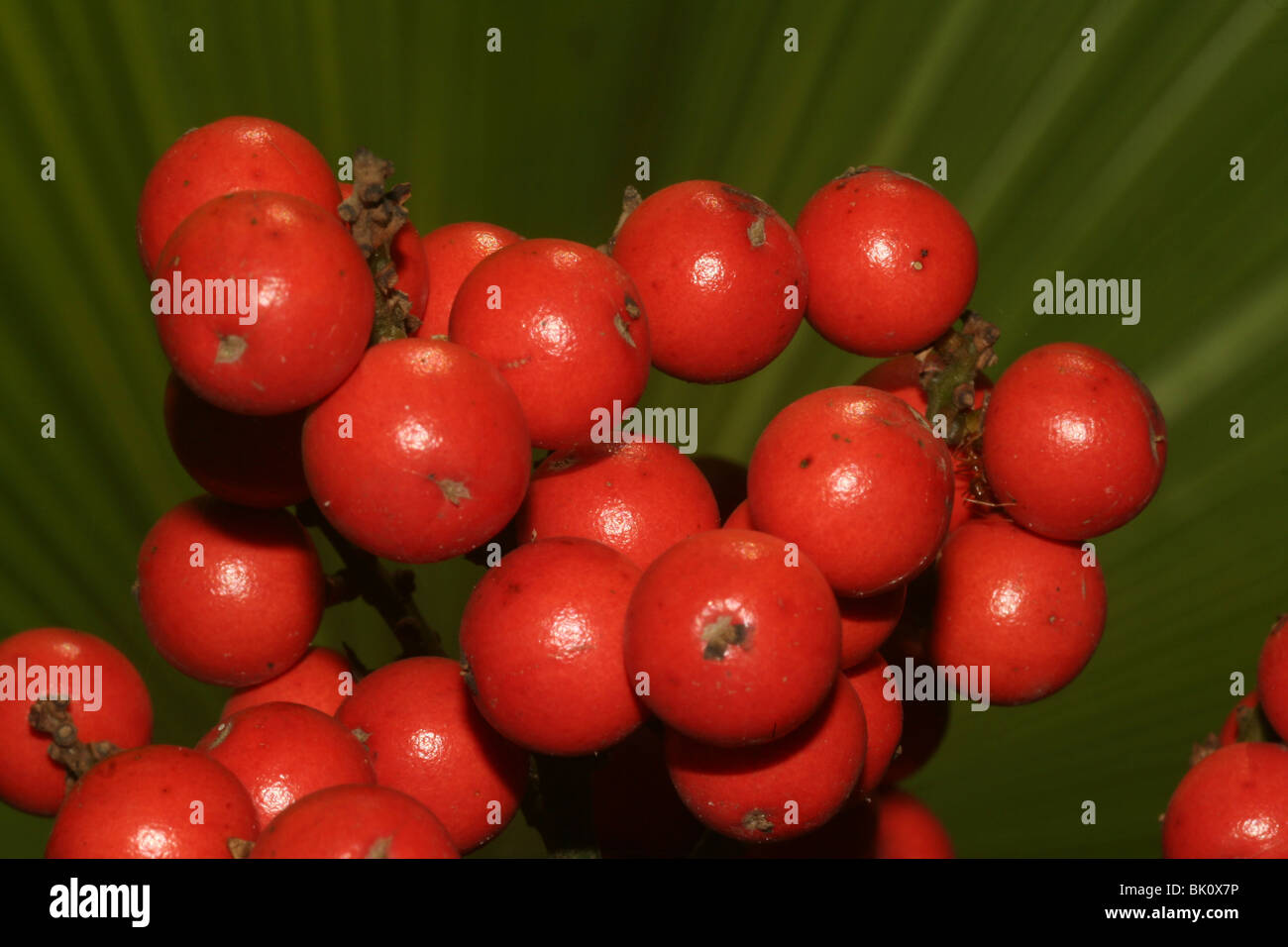Red palm tree berries hi-res stock photography and images - Alamy