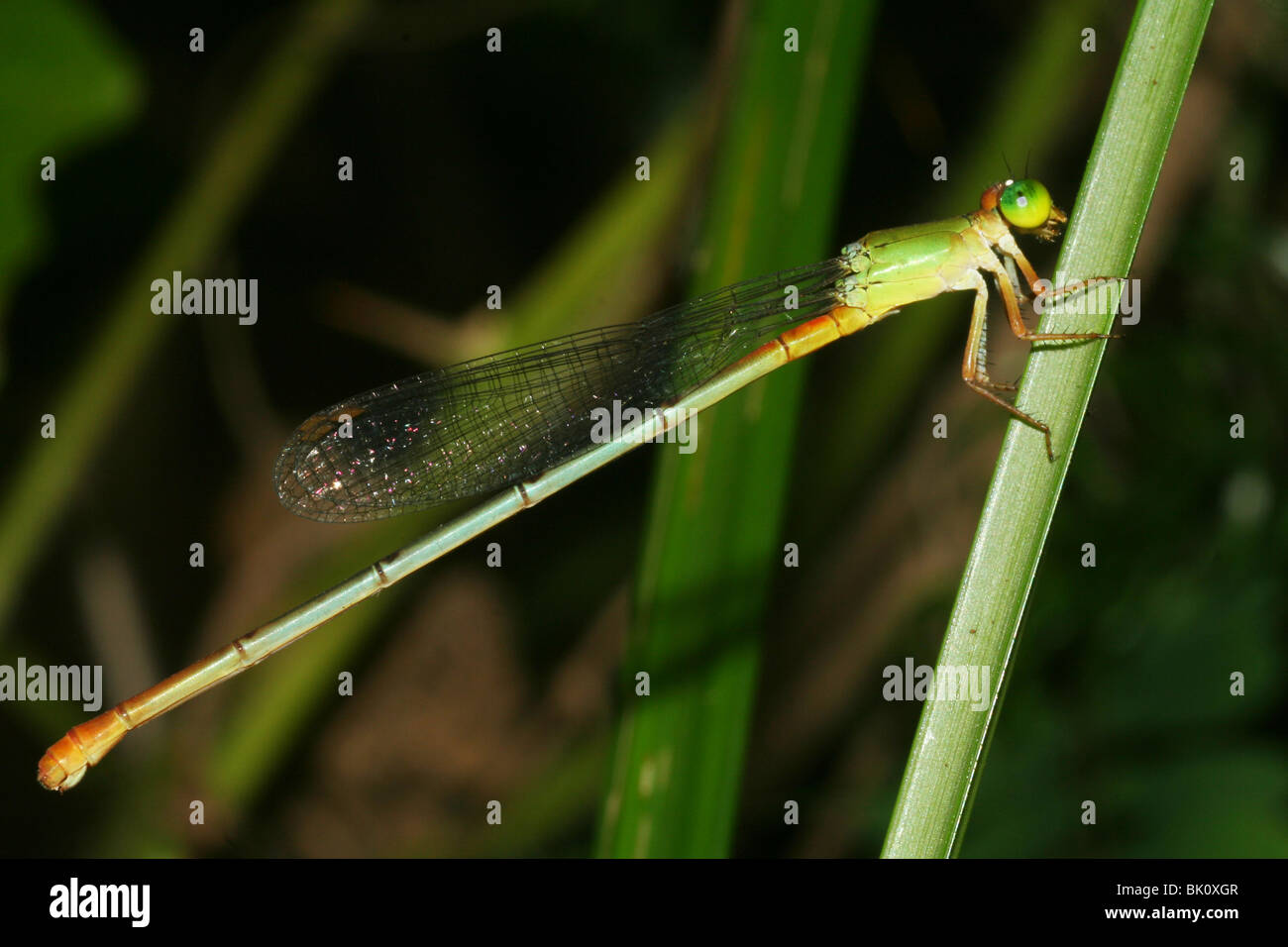 Side view of damselfly hi-res stock photography and images - Alamy