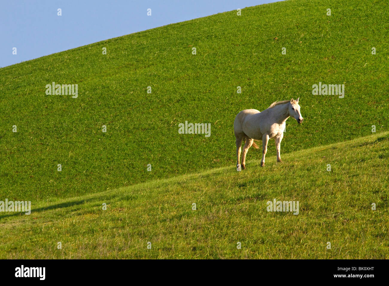 Horse spring hi-res stock photography and images - Alamy