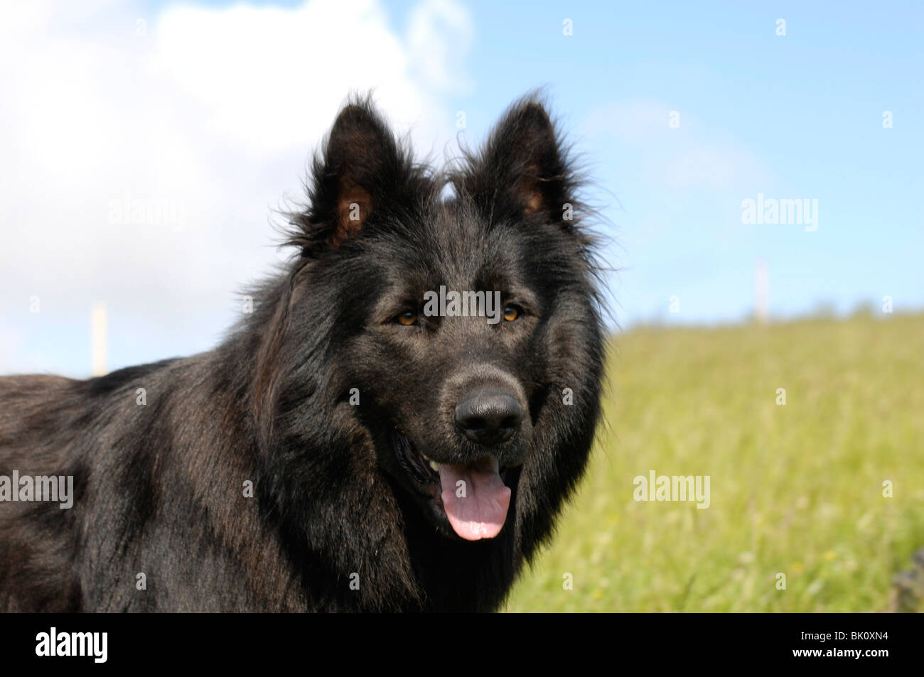 Old German Shepherd Stock Photo - Alamy