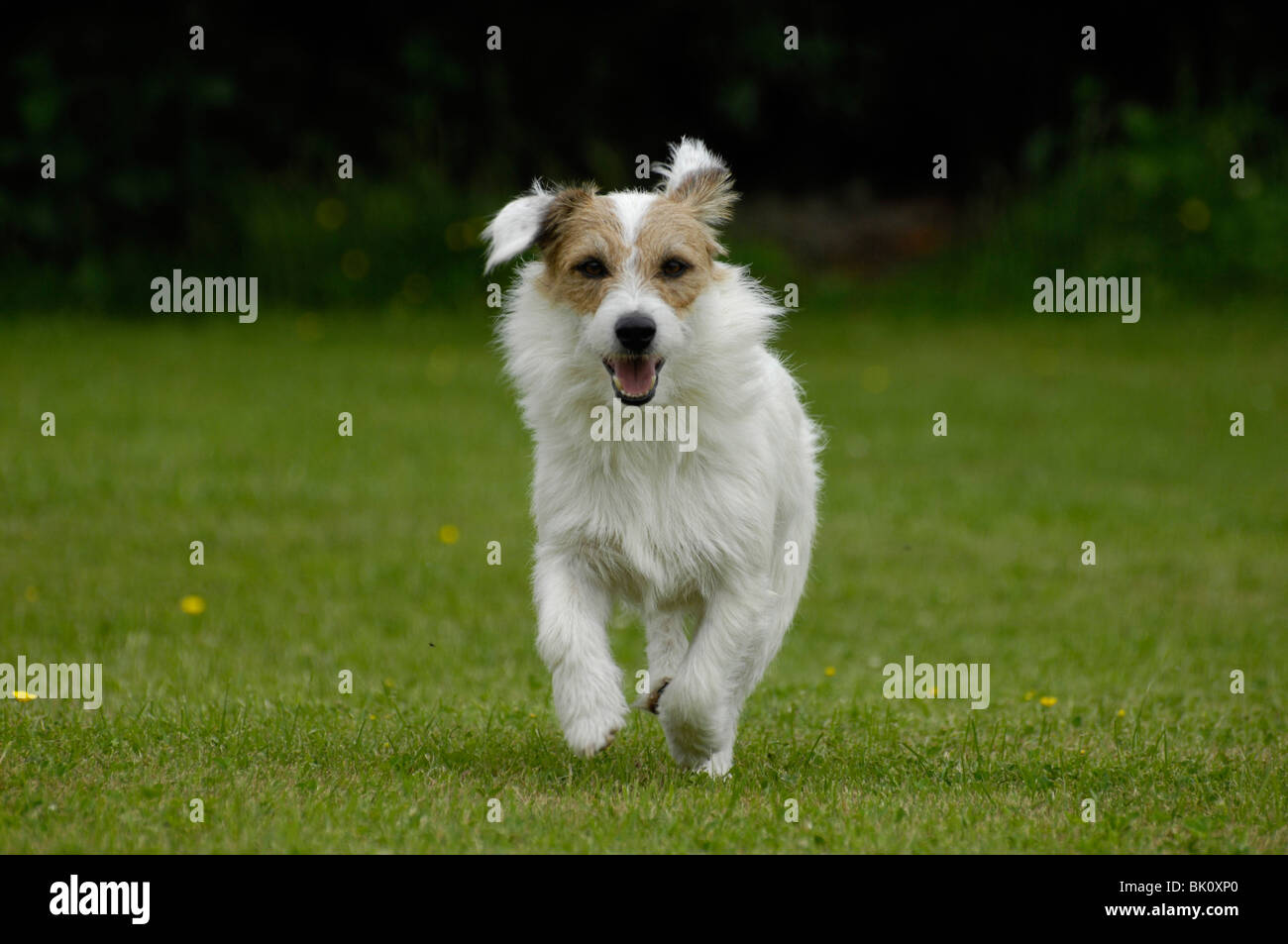 running Jack Russell Terrier Stock Photo - Alamy