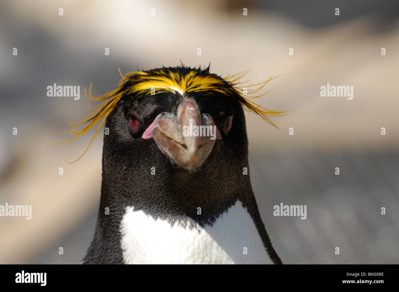 Adult macaroni penguin hi-res stock photography and images - Alamy