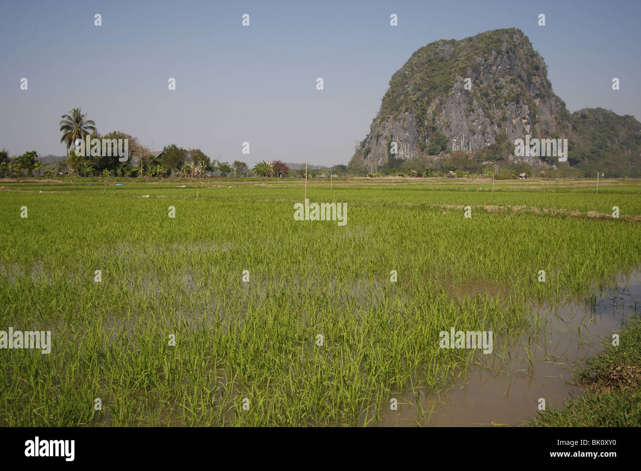 A carst stone rock formation amidst rice fields in Chiang Rai Province ...