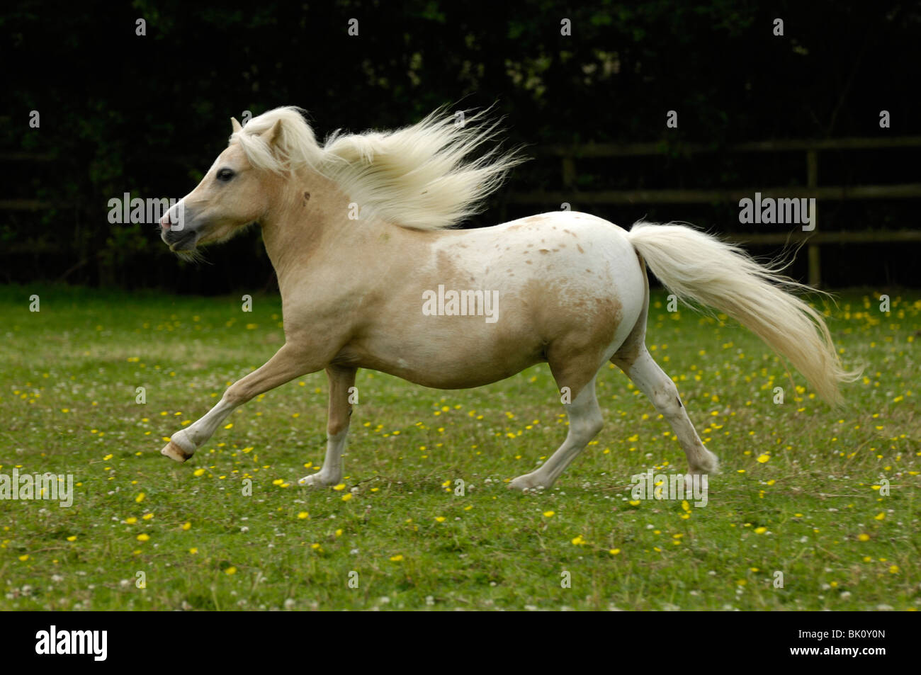Side profile of a miniature pony hi-res stock photography and images ...