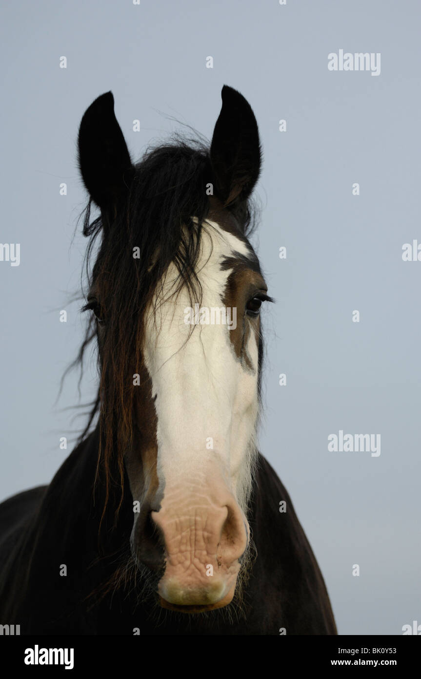 Gypsy Cob Portrait Stock Photo - Alamy