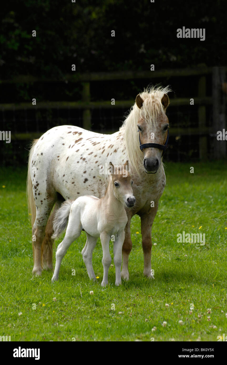 American Miniature Horses Stock Photo - Alamy