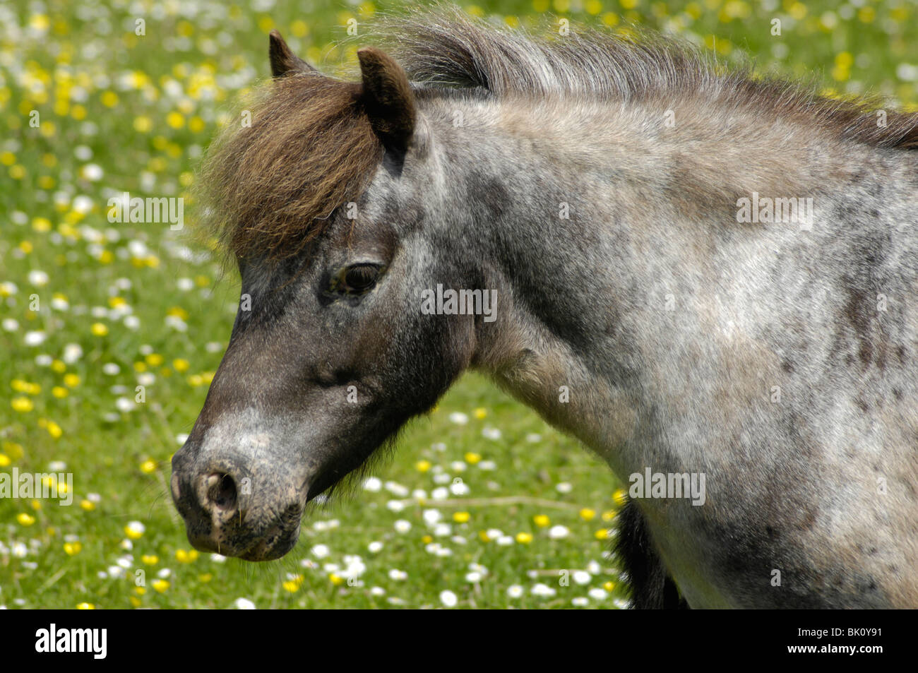 Falabellas hi-res stock photography and images - Alamy
