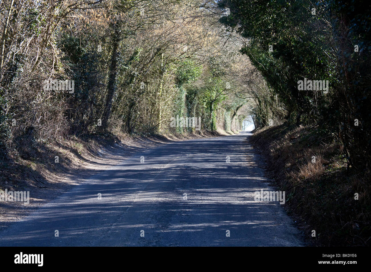 Rural country lane Hampshire, England Stock Photo - Alamy