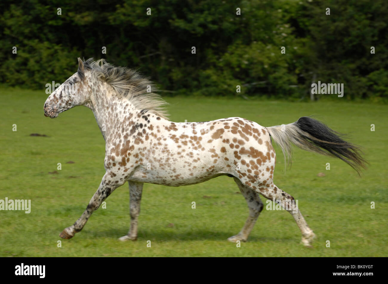 galloping Tiger Horse Stock Photo - Alamy