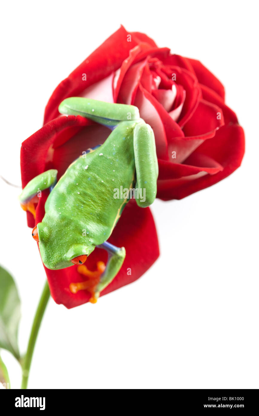 Red eyed tree frog sitting on flower Stock Photo - Alamy