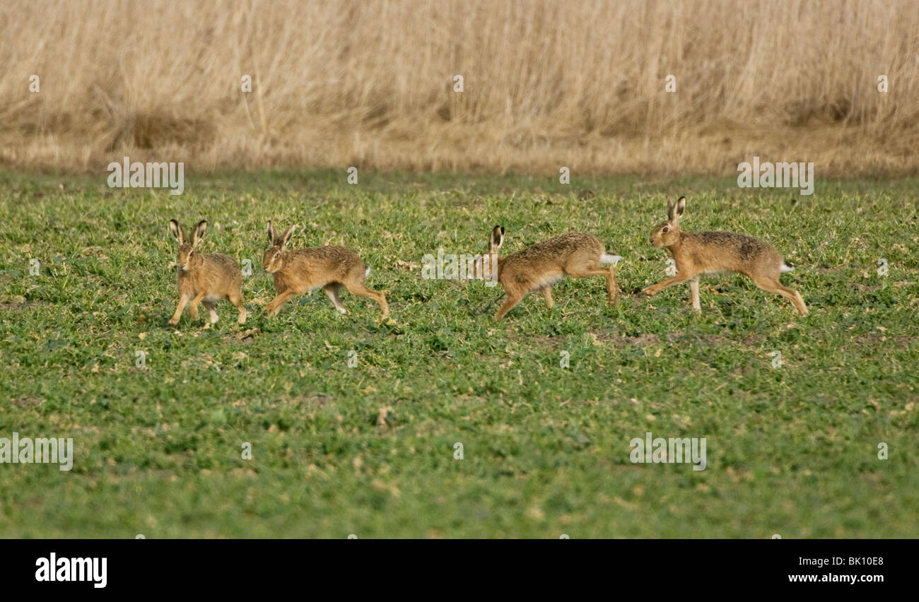 March Hares Uk High Resolution Stock Photography and Images - Alamy