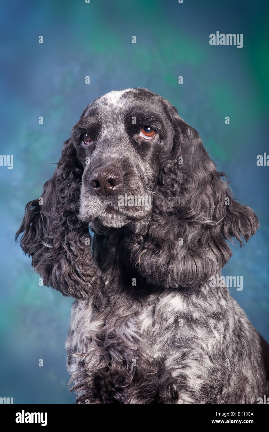 Cocker Spaniel female portrait Stock Photo - Alamy