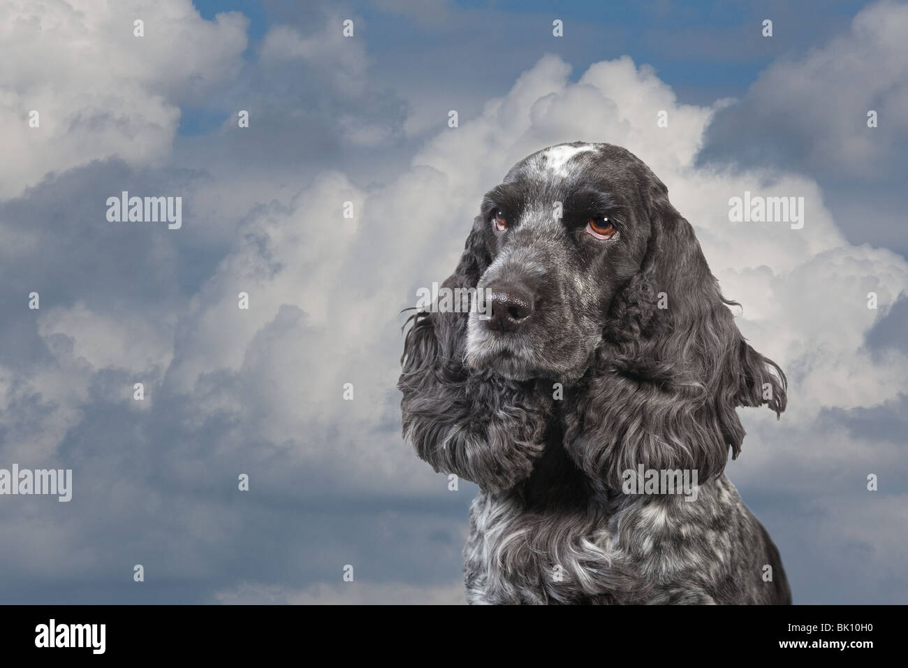 Cocker Spaniel female portrait Stock Photo - Alamy