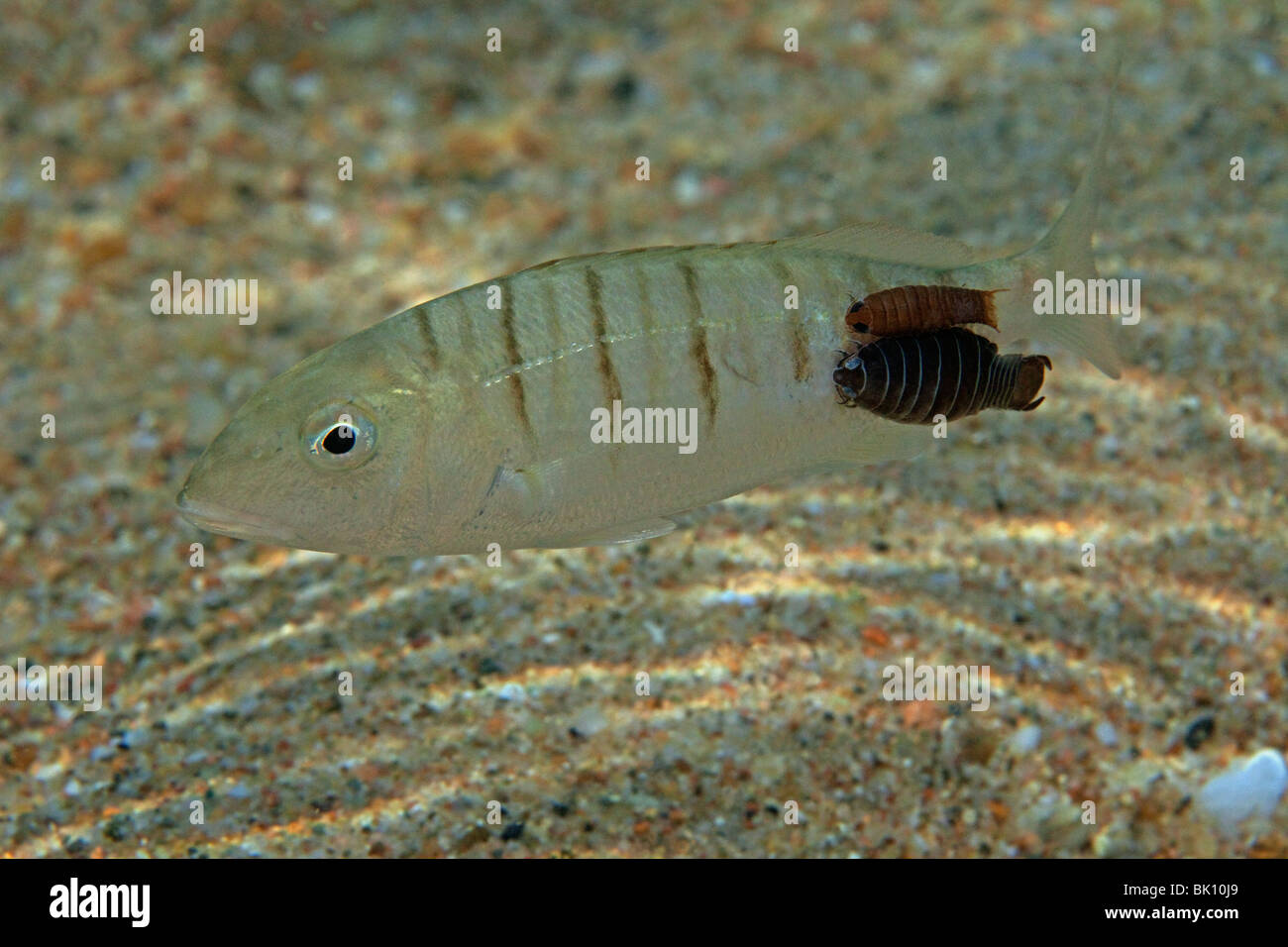 Fish louse hi-res stock photography and images - Alamy