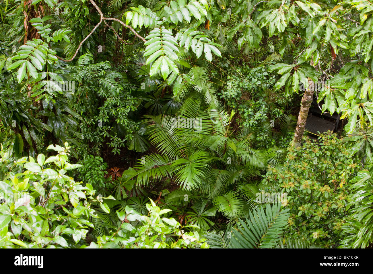 The Daintree rain forest in the North of Queensland, Australia, is the ...