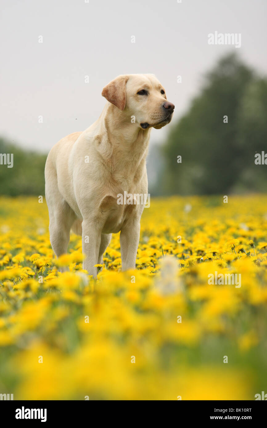 blonde Labrador Retriever Stock Photo - Alamy