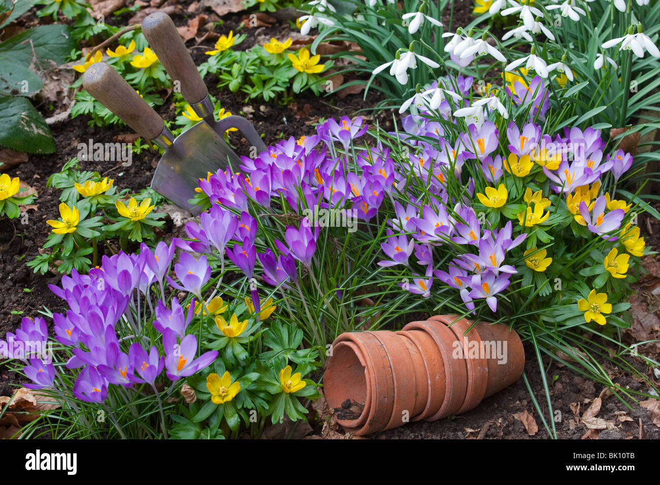 Snowdrops Crocus and Winter Aconites in Spring garden in early sunshine ...
