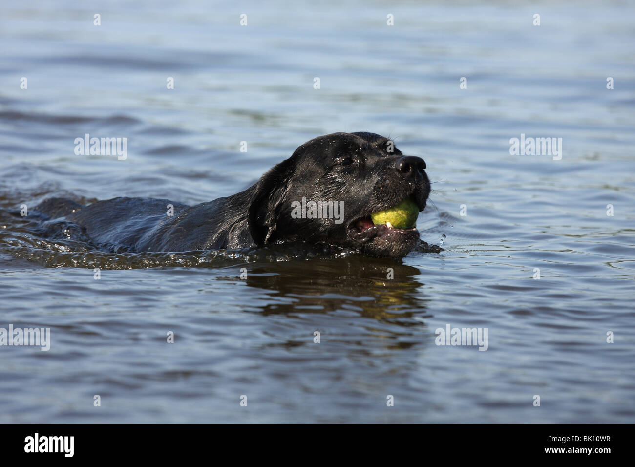 Black labrador playing fetch ball hi-res stock photography and images ...