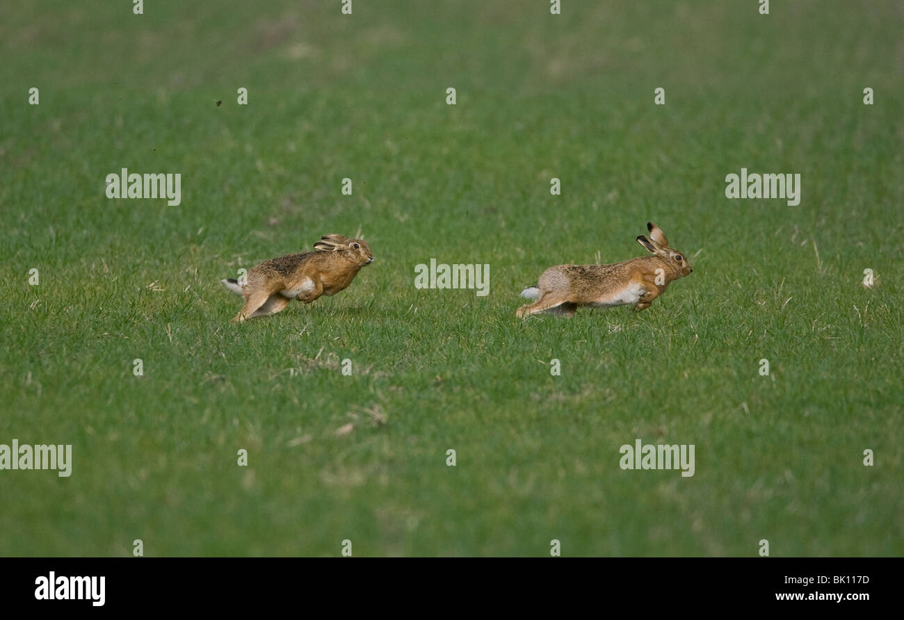 Male Brown Hare chasing female in green field in an attempt to mate ...