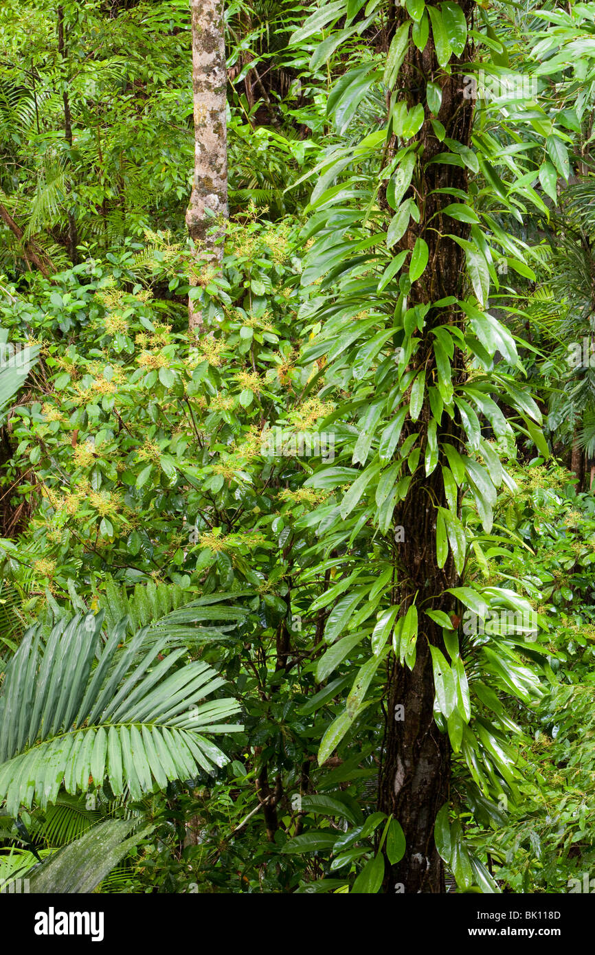 The Daintree rain forest in the North of Queensland, Australia, is the ...