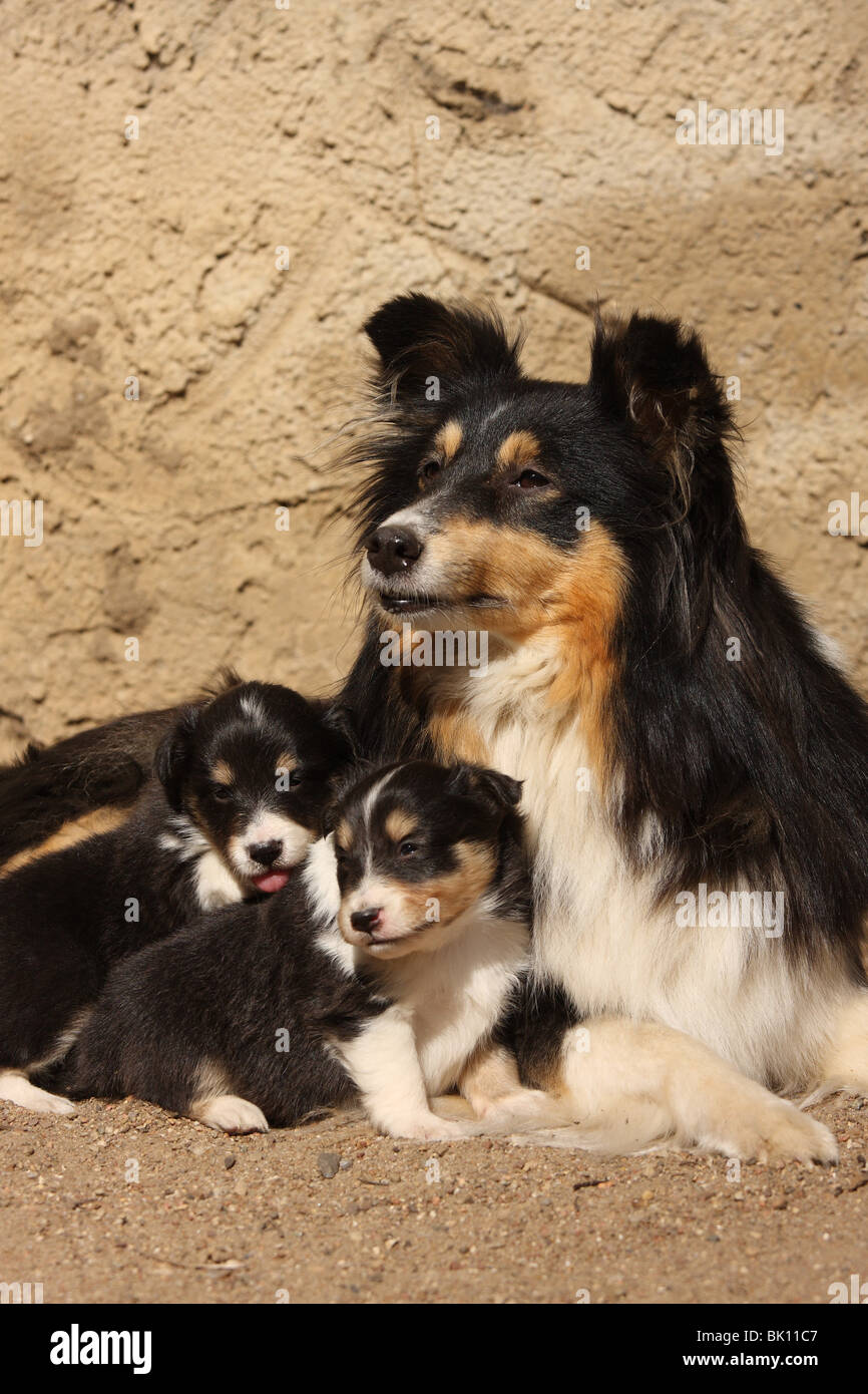 Shetland Sheepdog puppies Stock Photo - Alamy
