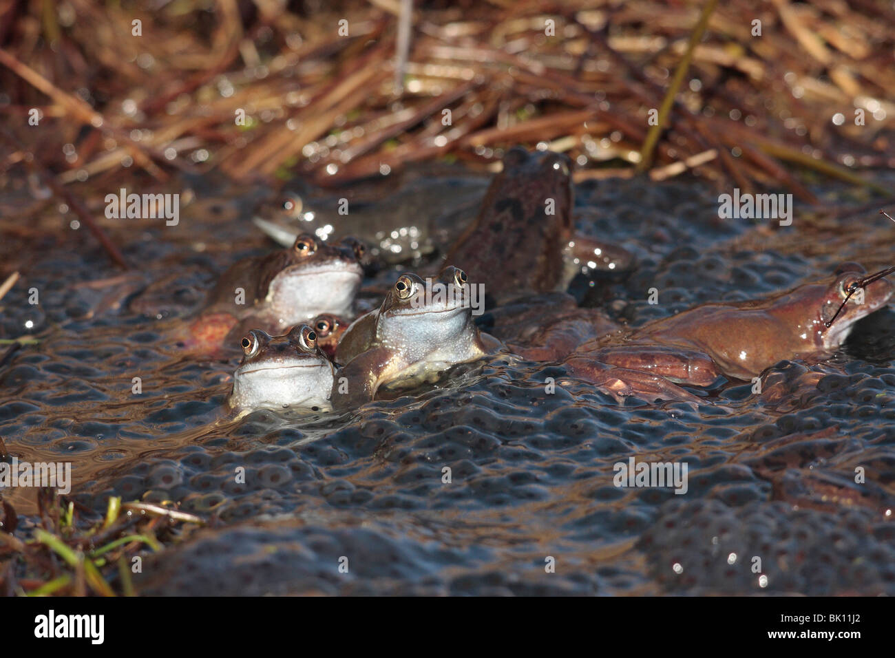 Common Frogs at spawning time Stock Photo - Alamy