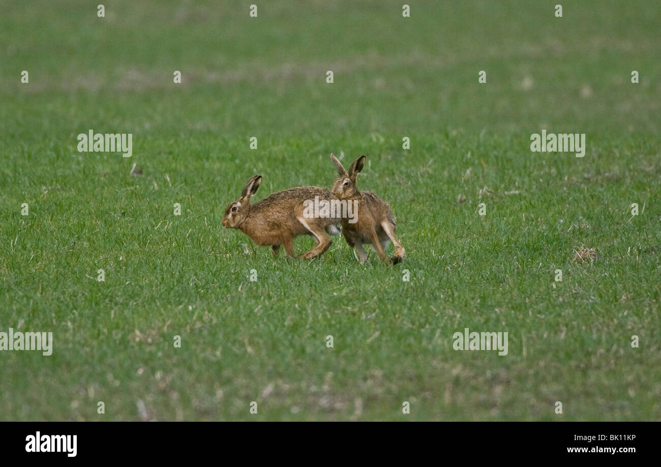 Male And Female Hare High Resolution Stock Photography and Images - Alamy