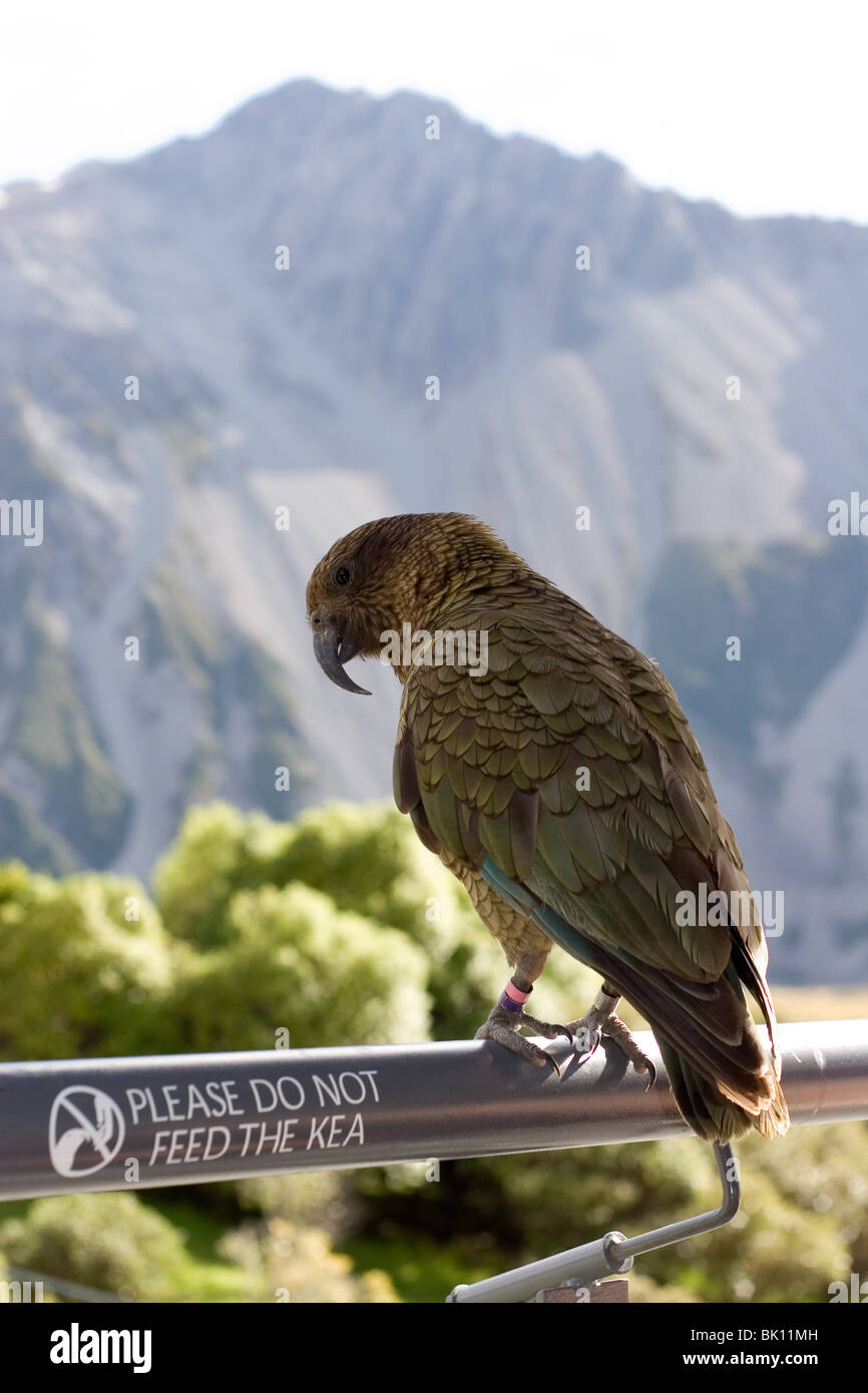 New zealand kea bird hi-res stock photography and images - Alamy