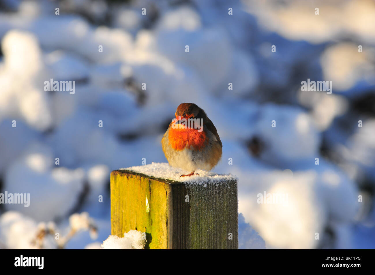 Robin redbreast snow hi-res stock photography and images - Alamy