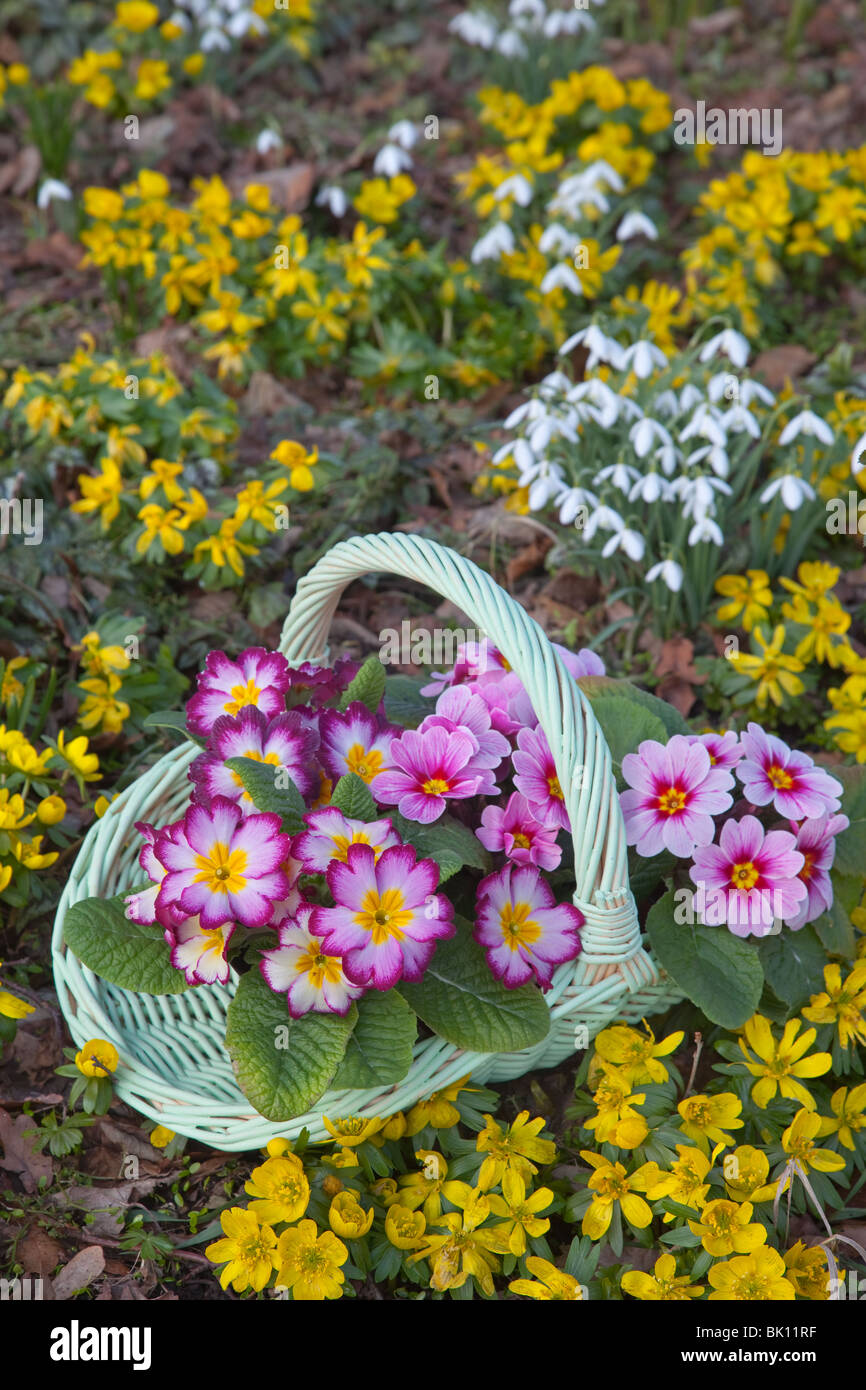 Pink Polyanthus ready for planting out with Winter Aconites in Garden ...