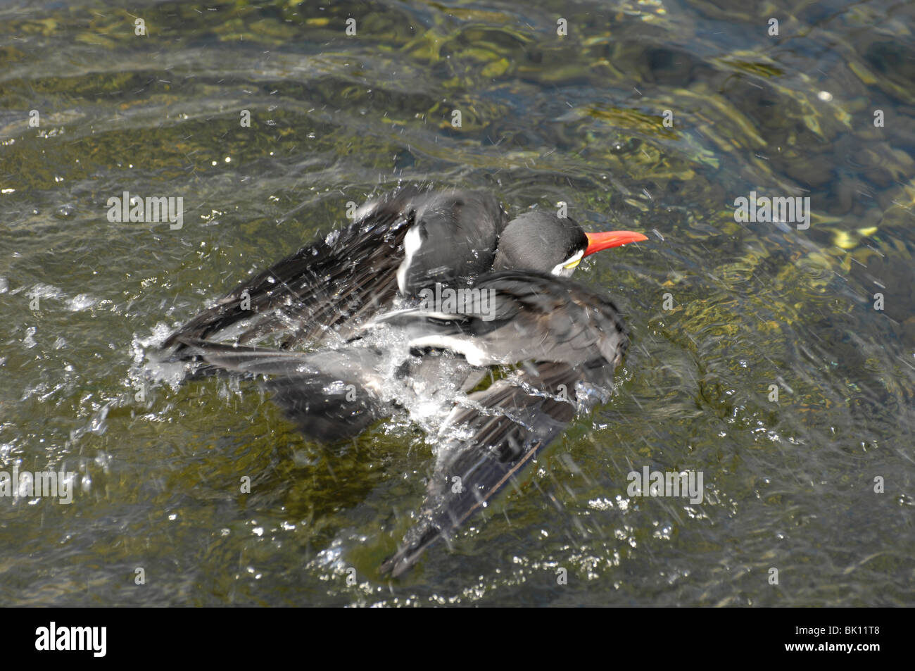Inca tern bathing larosterna inca hi-res stock photography and images ...