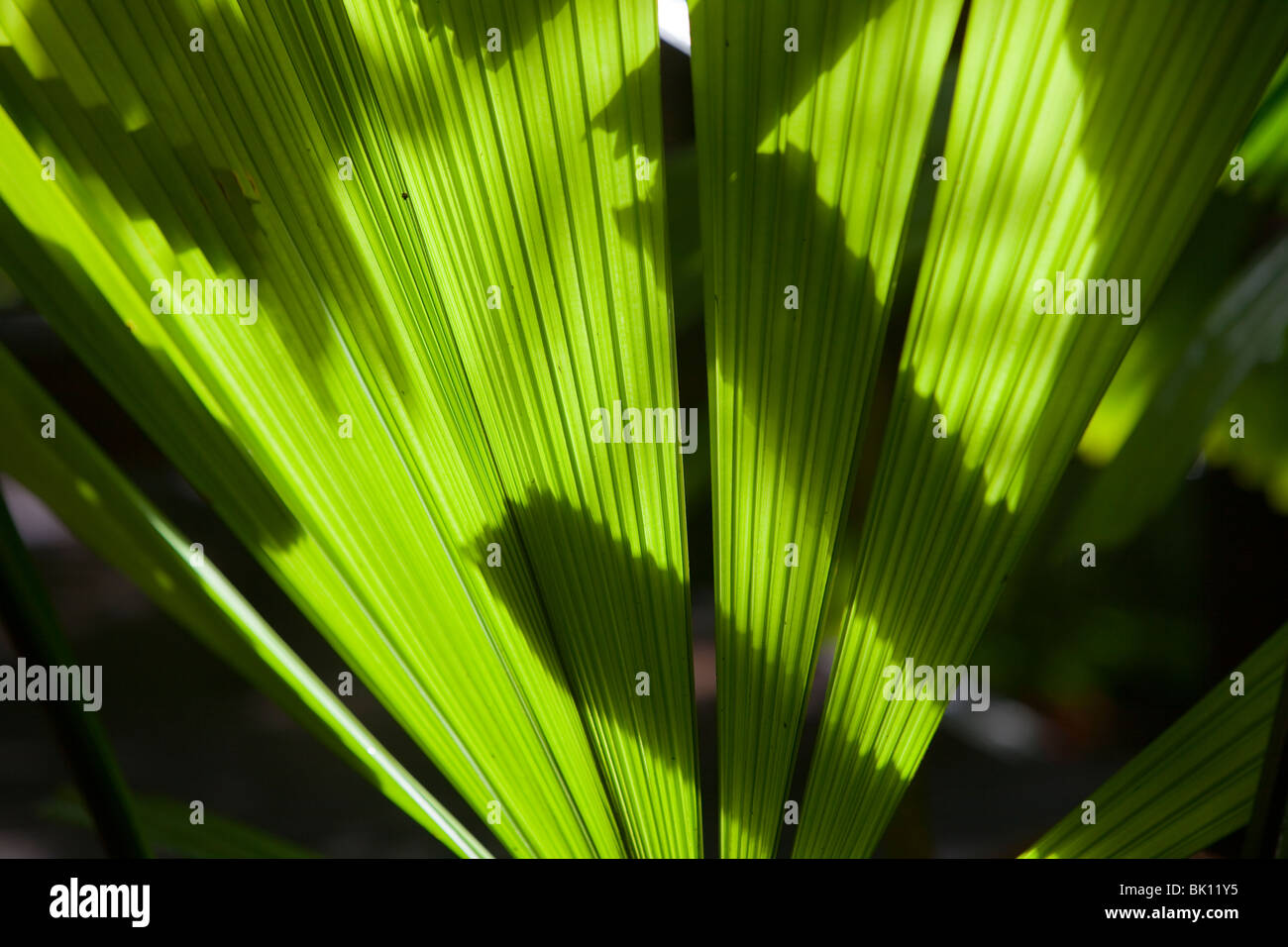 Tropical vegetation in the Daintree rain forest, Queensland, Australia ...