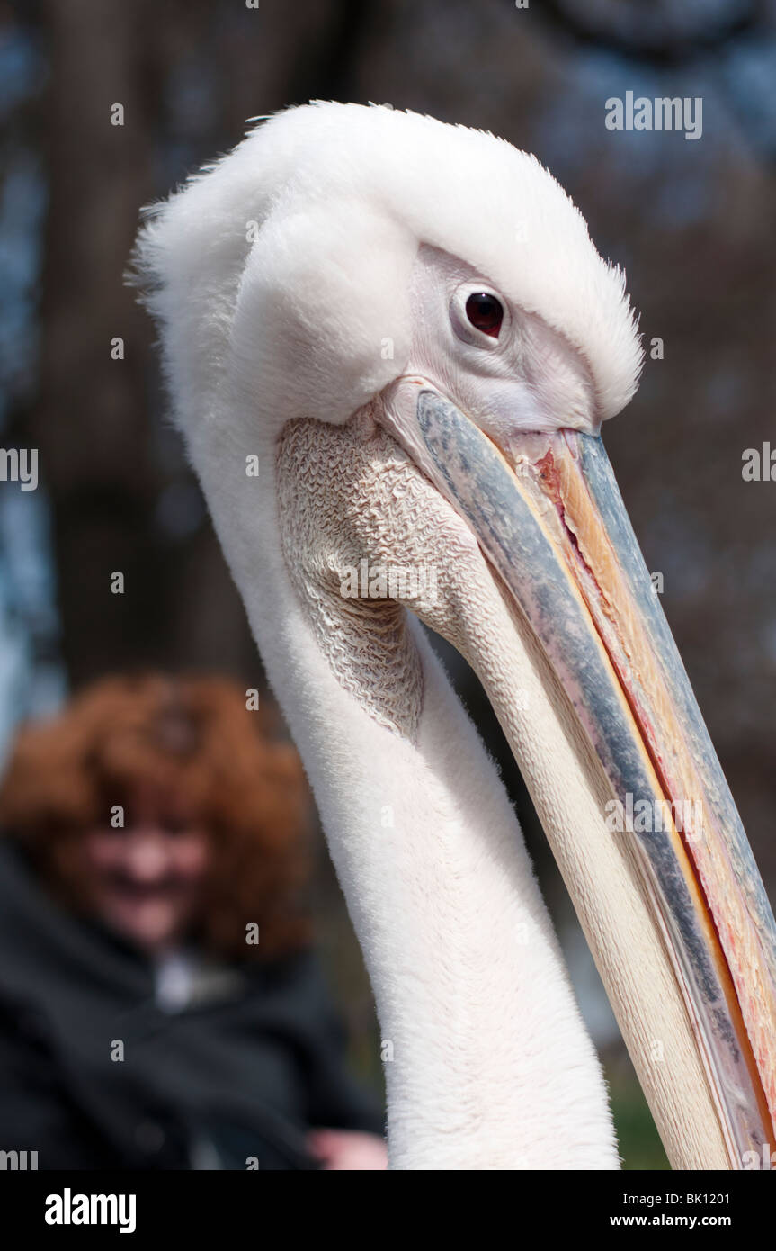 Pelican and Amused Woman Stock Photo - Alamy
