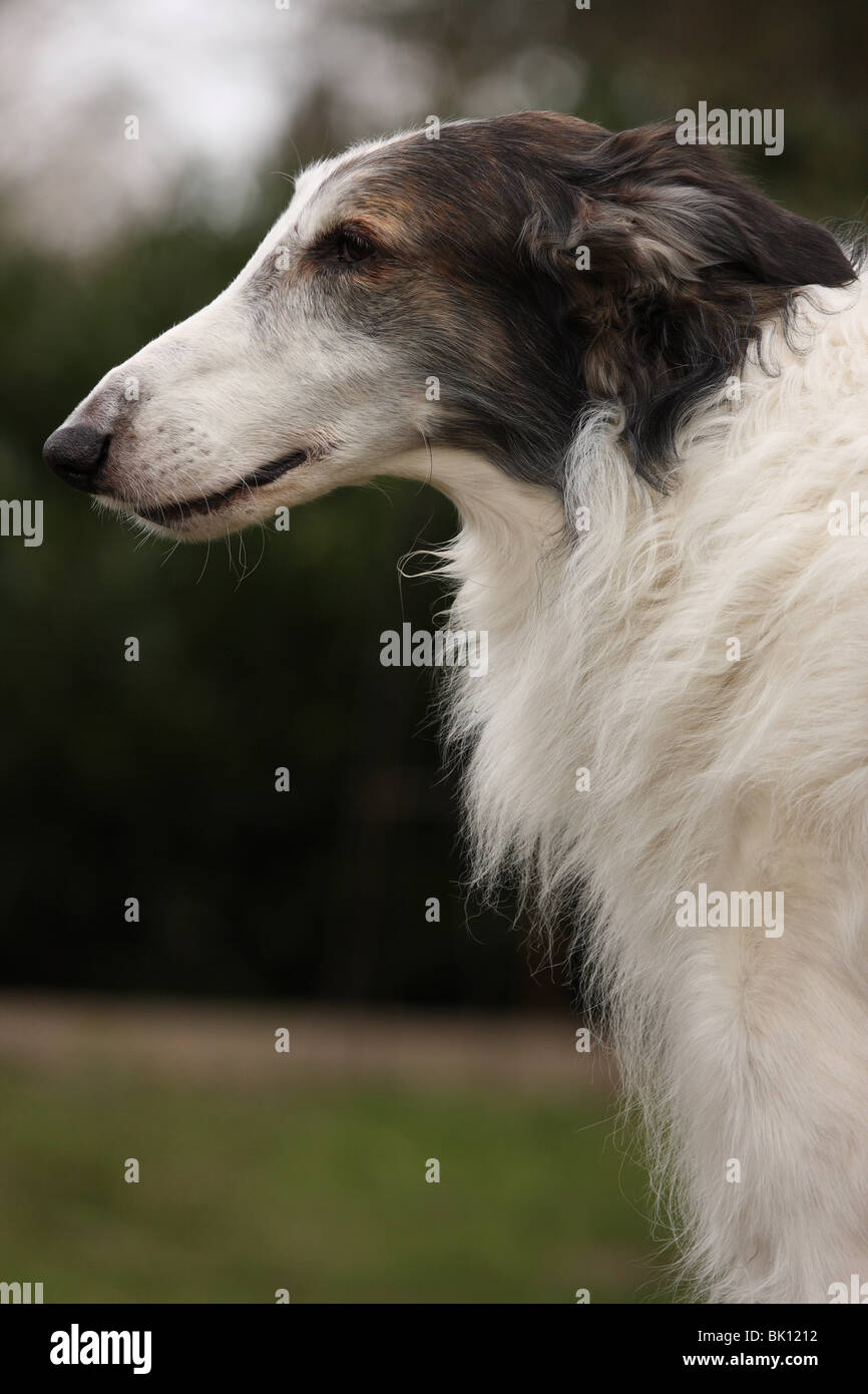 Portrait borzoi side view hi-res stock photography and images - Alamy