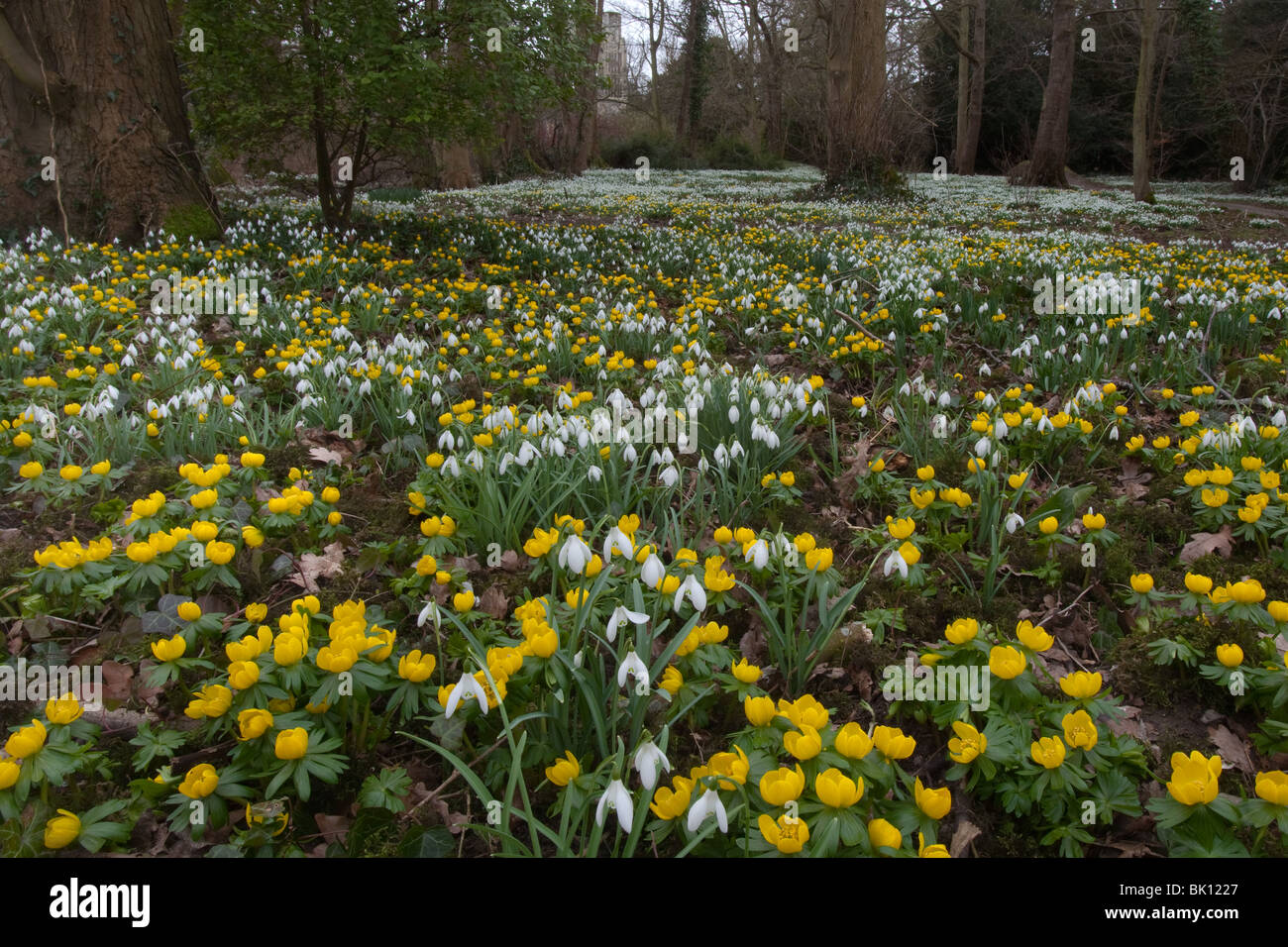 Snowdrops and winter aconites in flower in a woodland garden in early ...