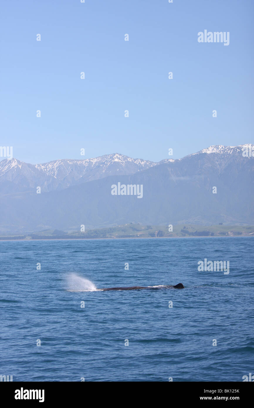 Spermwhales Stock Photos & Spermwhales Stock Images - Alamy