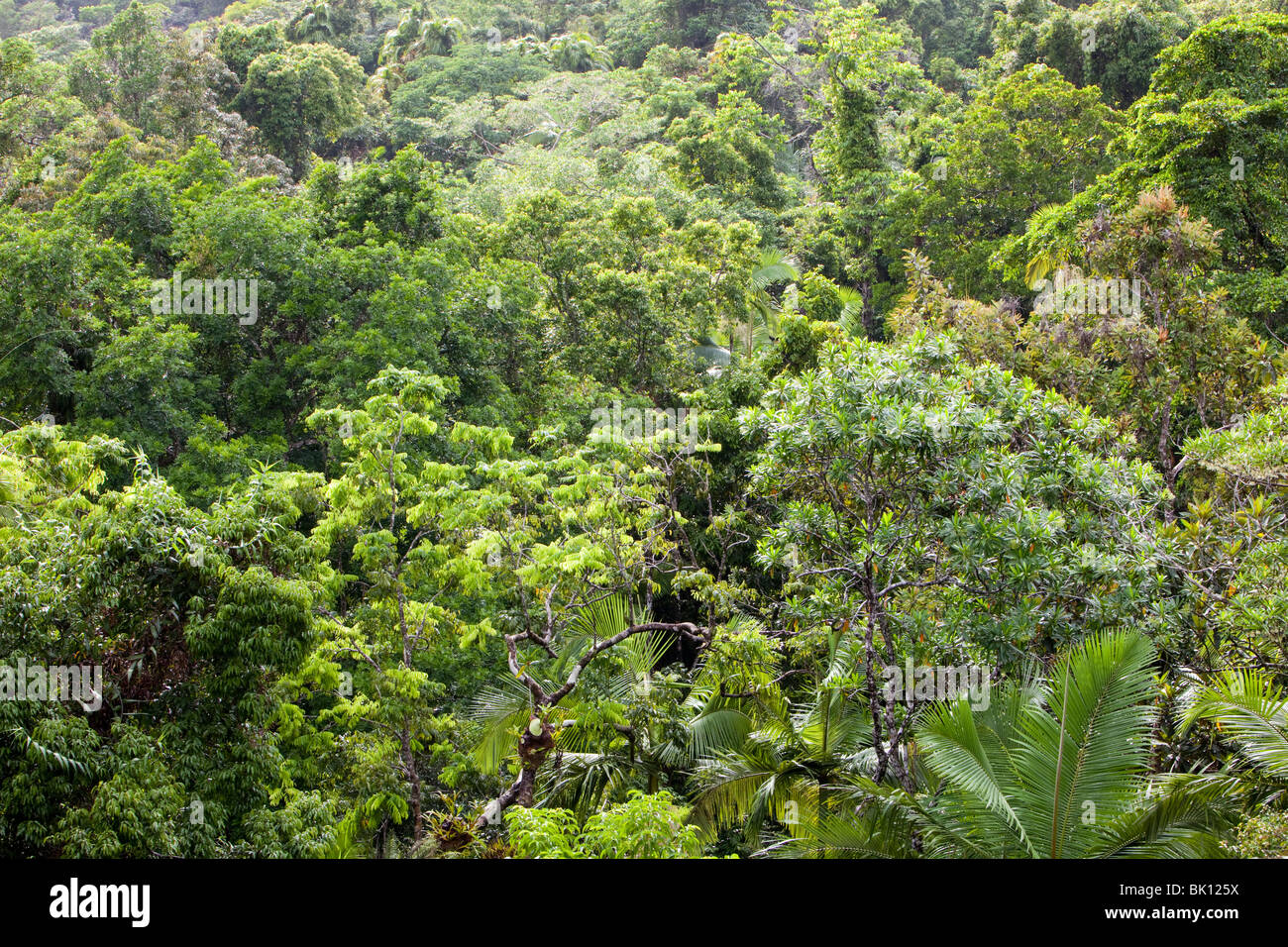 The Daintree in the North of Queensland, Australia, is the oldest ...