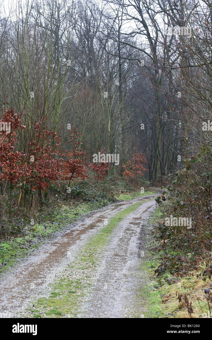 Forest of Baudour, Belgium Stock Photo - Alamy