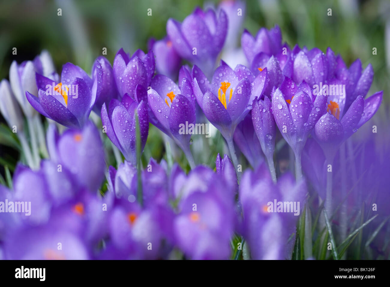 A clump of Mauve Spring Crocus in February sunshine Stock Photo - Alamy