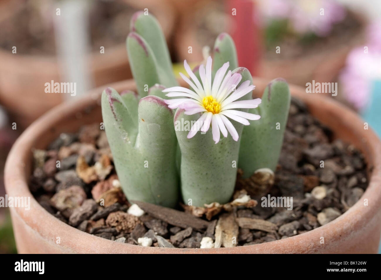 Conophytum Bilobum High Resolution Stock Photography and Images - Alamy
