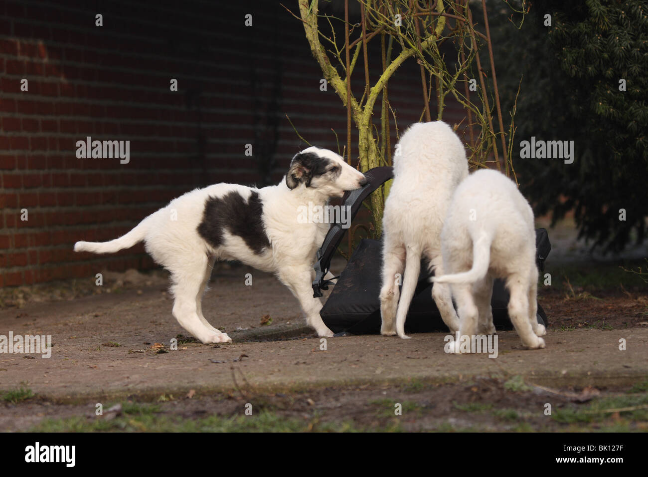 playing Borzoi puppies Stock Photo - Alamy