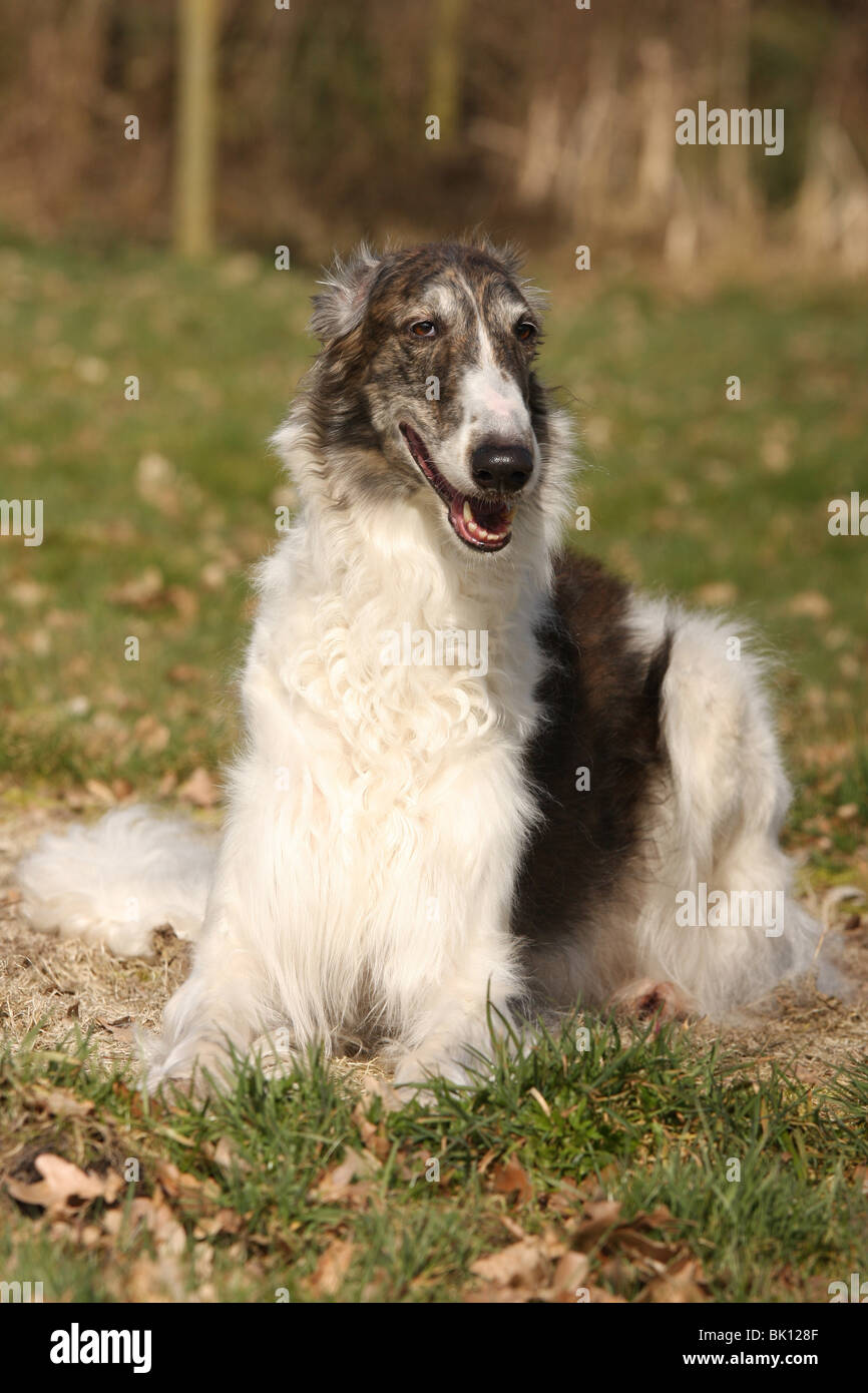 Borzoi hi-res stock photography and images - Alamy