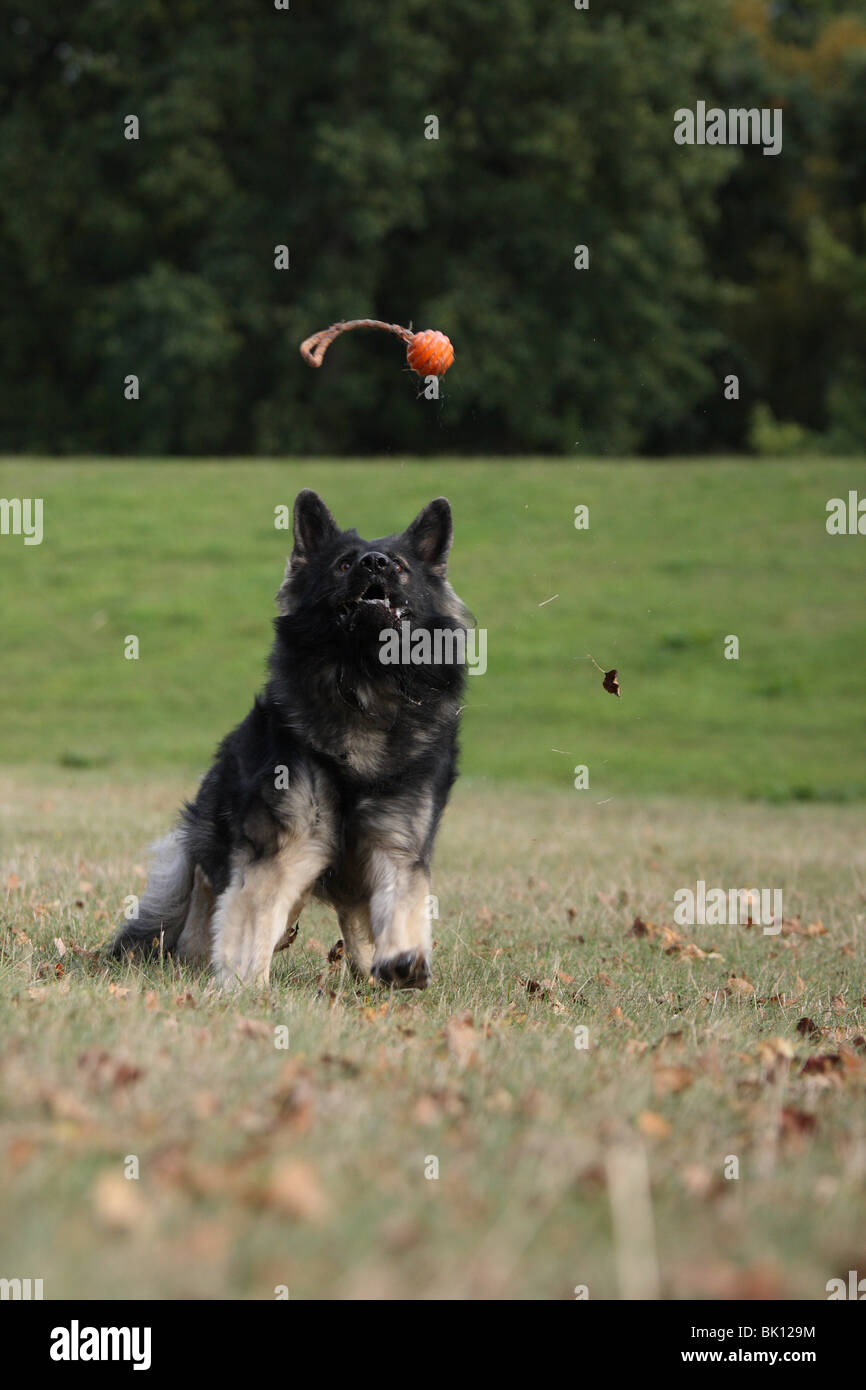 Old German Shepherd Dog Stock Photo - Alamy