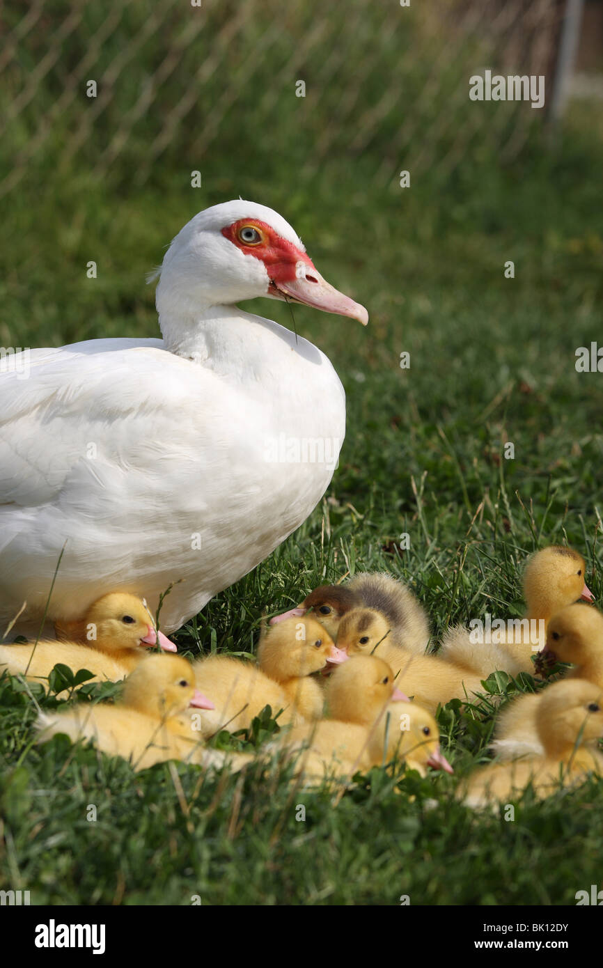 Juvenile muscovy duck hi-res stock photography and images - Alamy