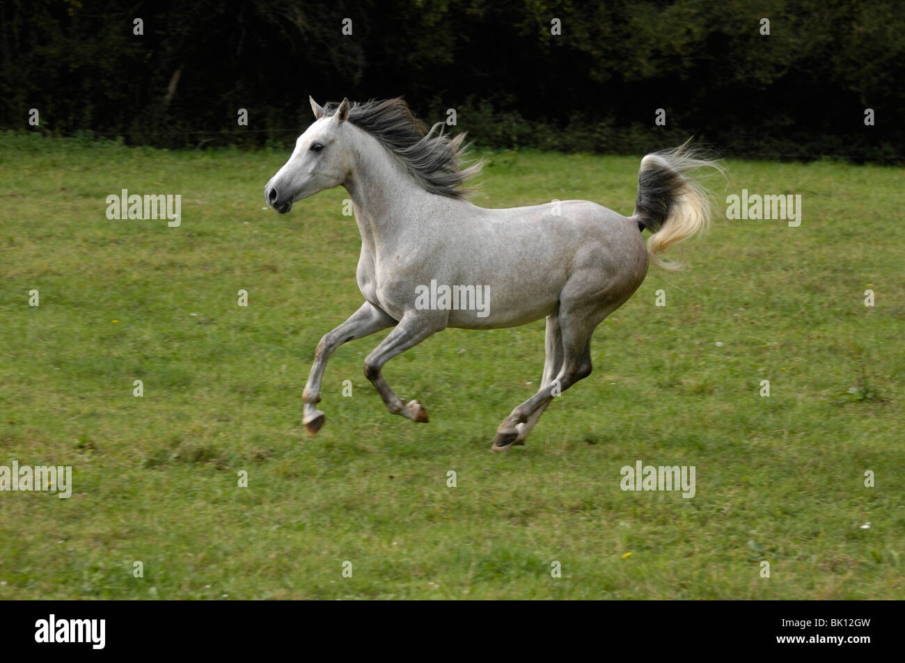 galloping arabian horse Stock Photo - Alamy