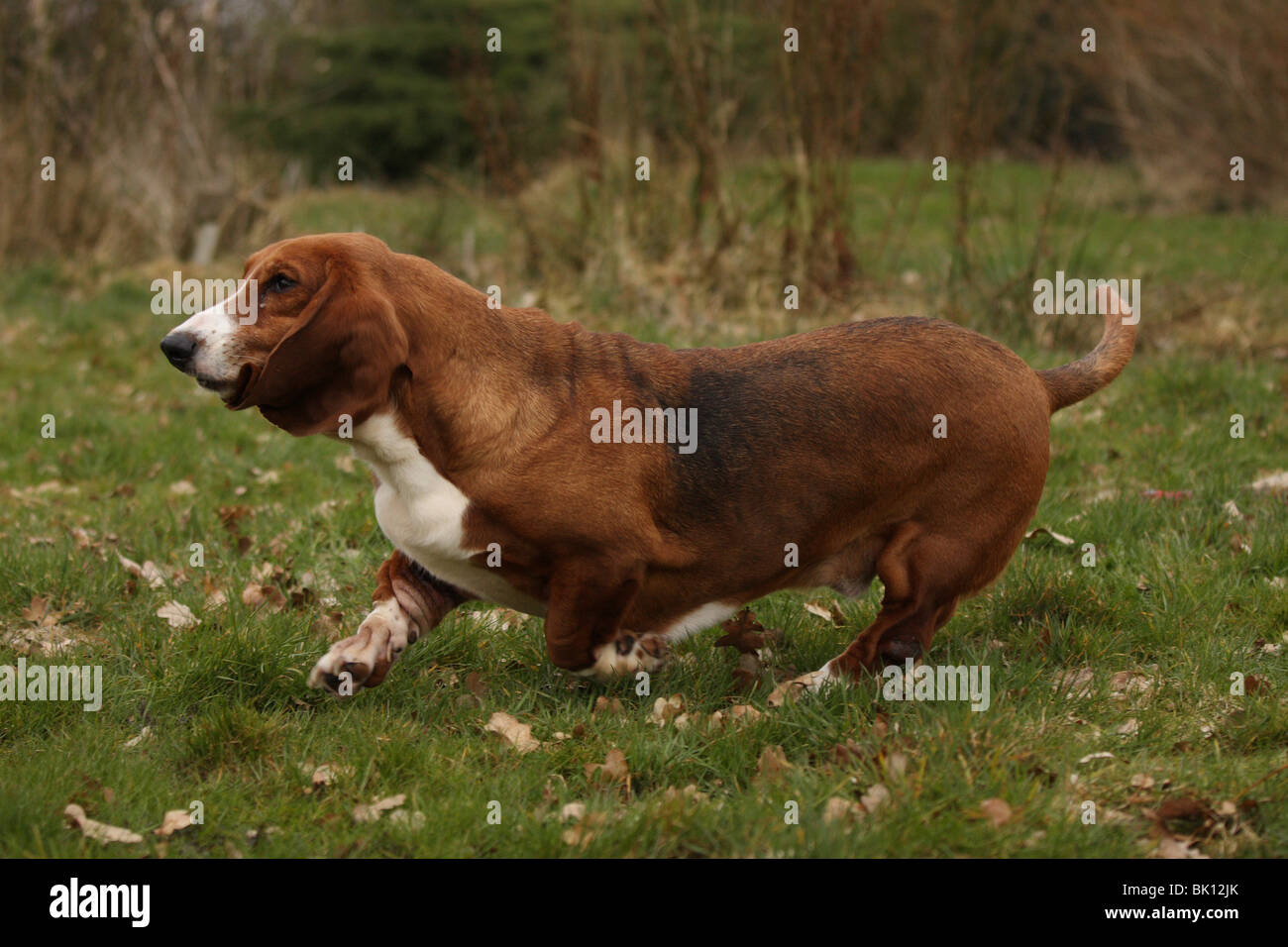running Basset Hound Stock Photo - Alamy