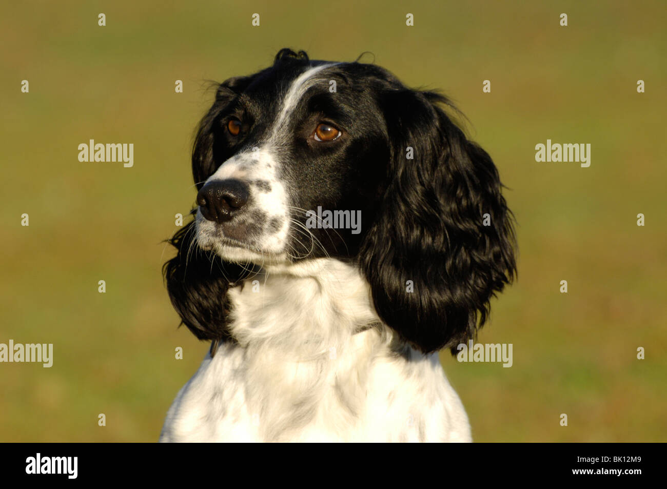 English Springer Spaniel Portrait Stock Photo - Alamy
