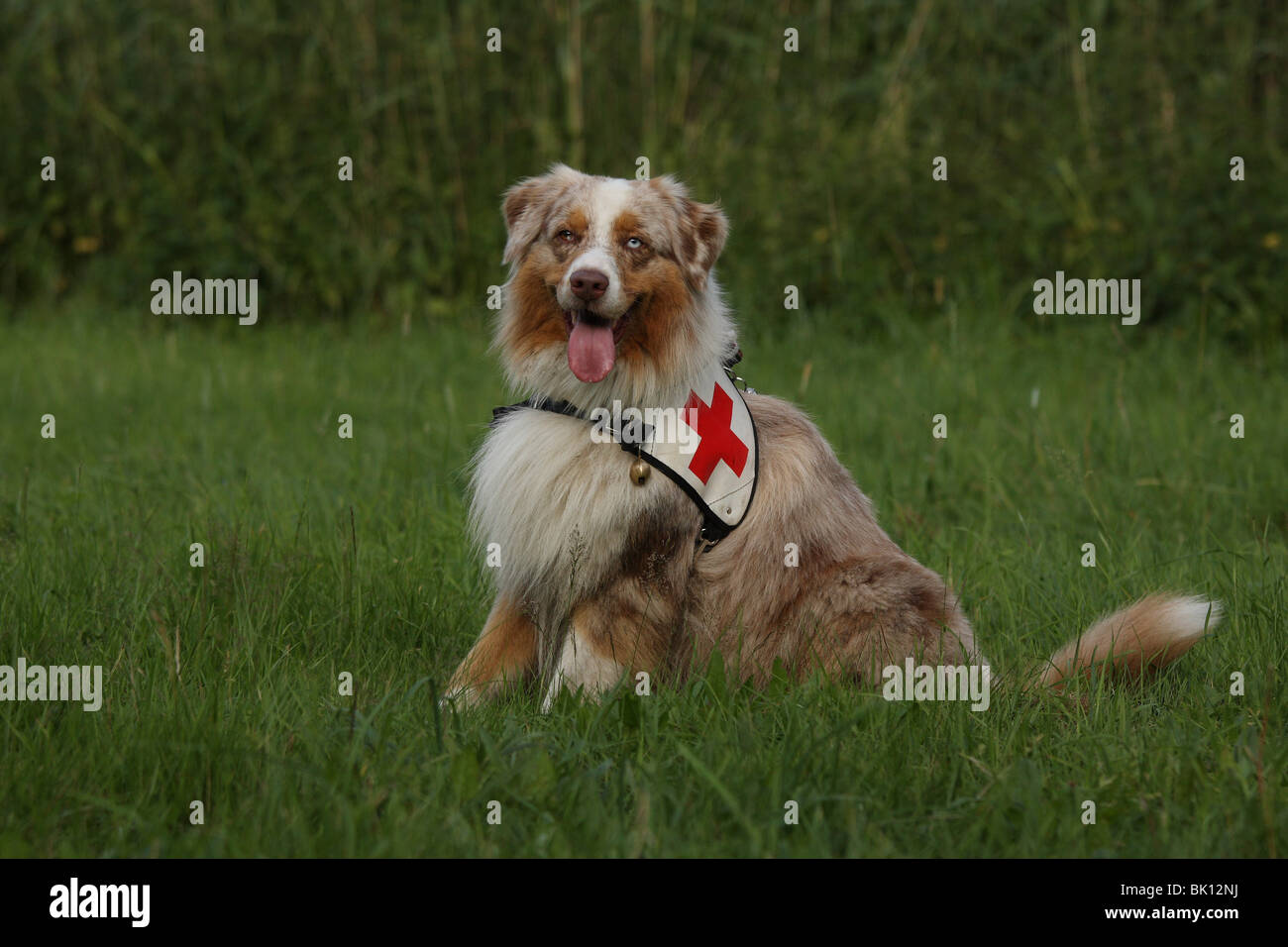 Australian shepherd dog working hi-res stock photography and images - Alamy