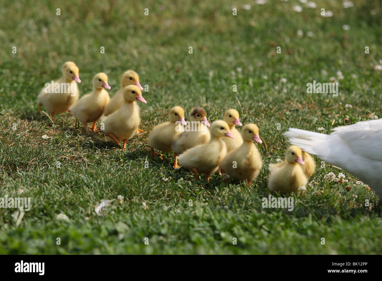 young Muscovy ducks Stock Photo - Alamy