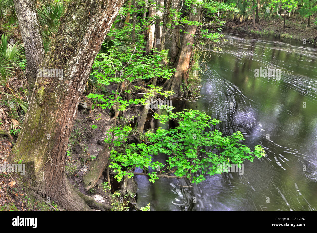 Hillsborough River State Park High Resolution Stock Photography and ...